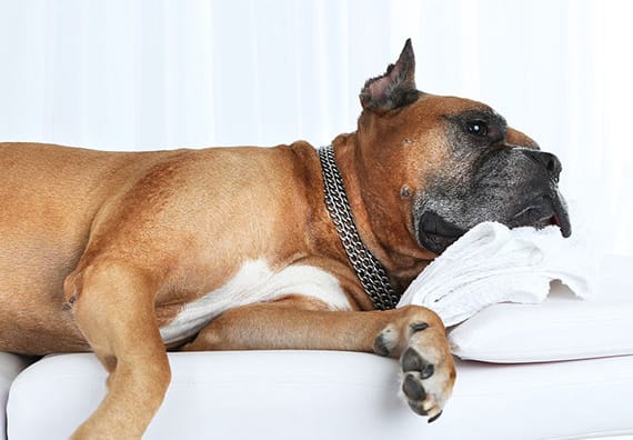 Canine Massage Therapy | Certified Therapist | Canine Healing Hands